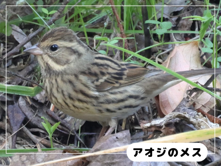 アオジとクロジの見分け方