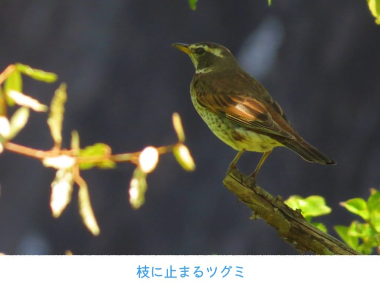 ツグミ